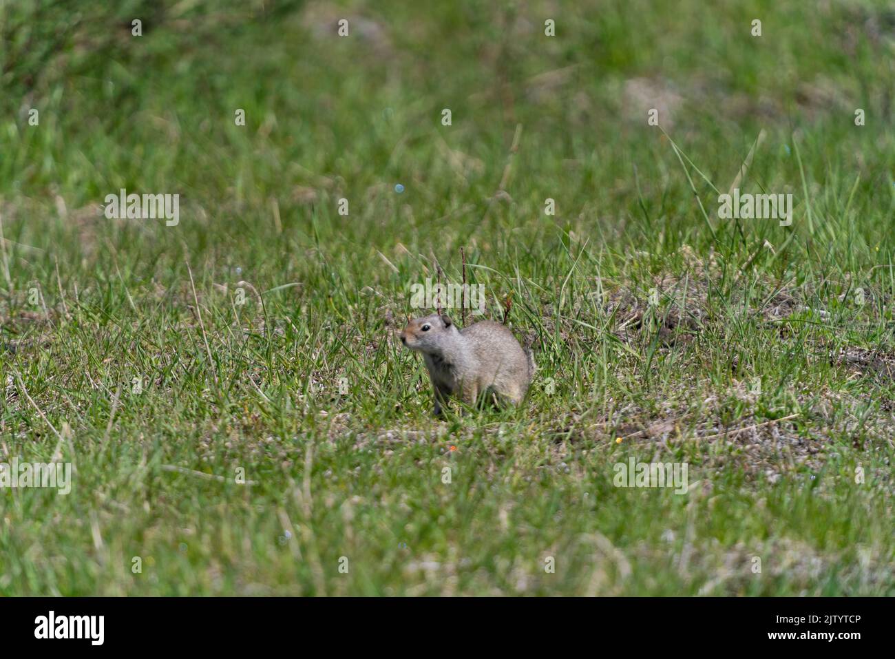 a prairie dog out in a grass field Stock Photo - Alamy