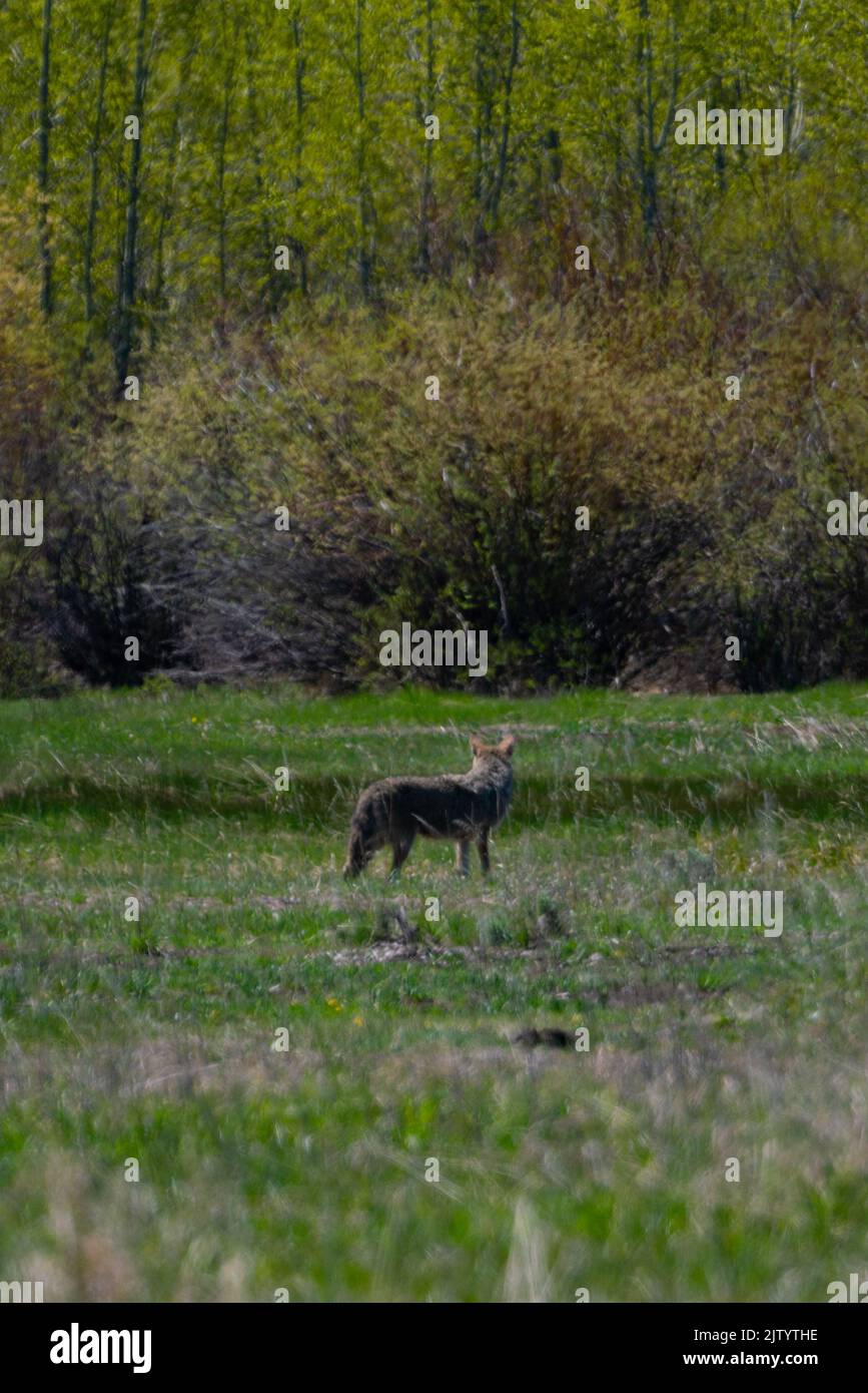 a vertical shot of a fox from the back in the woods during a bright ...