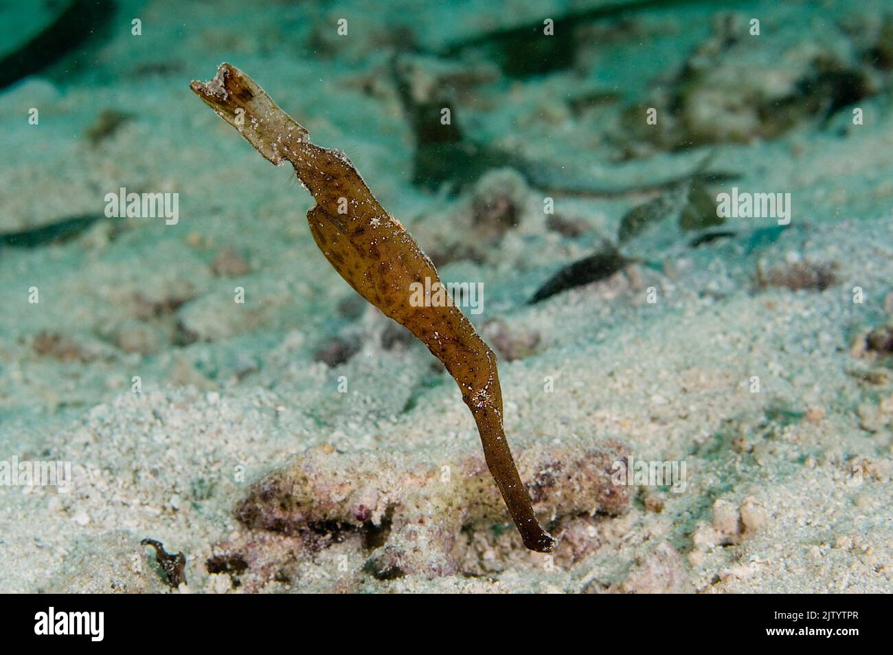 Robust ghost pipefishes hi-res stock photography and images - Alamy
