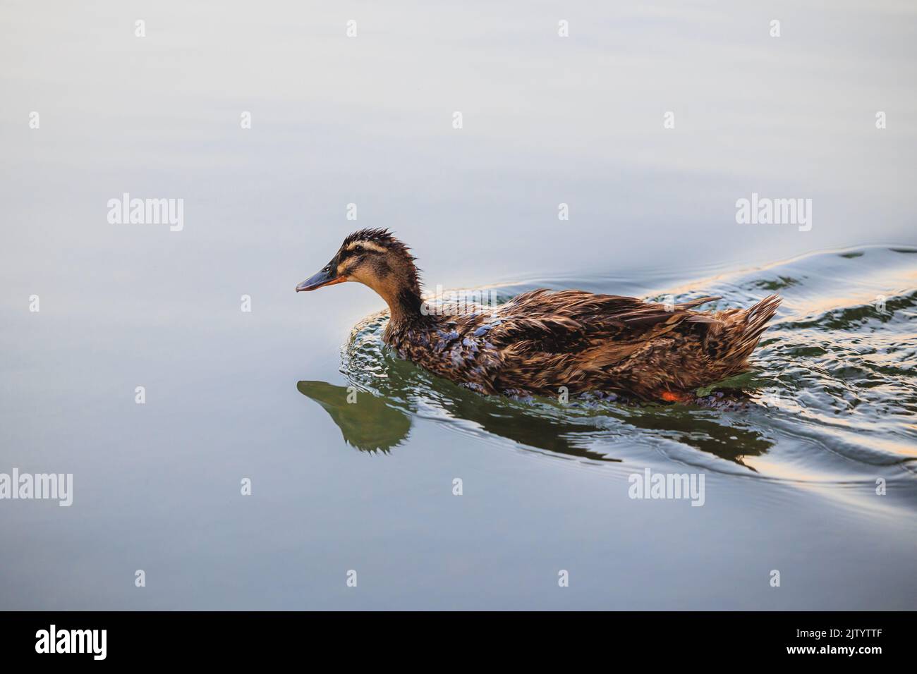 Real duck hi-res stock photography and images - Alamy