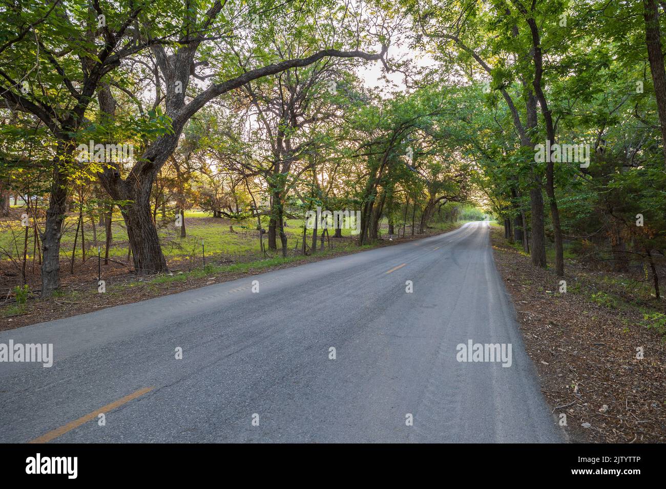 Roadway underneath trees in South Texas at morning Stock Photo - Alamy