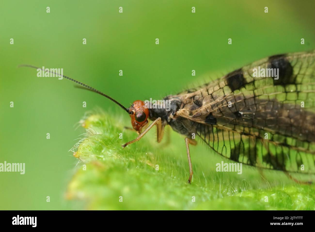 Closeup on a large Stream lacewing, Osmylus fulvicephalus, sitting on a ...