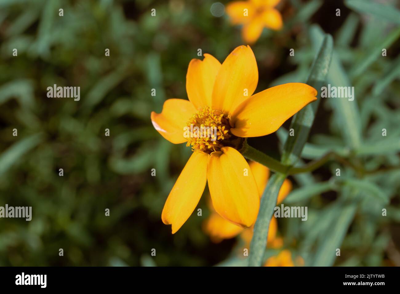 Slowly waving hi-res stock photography and images - Alamy