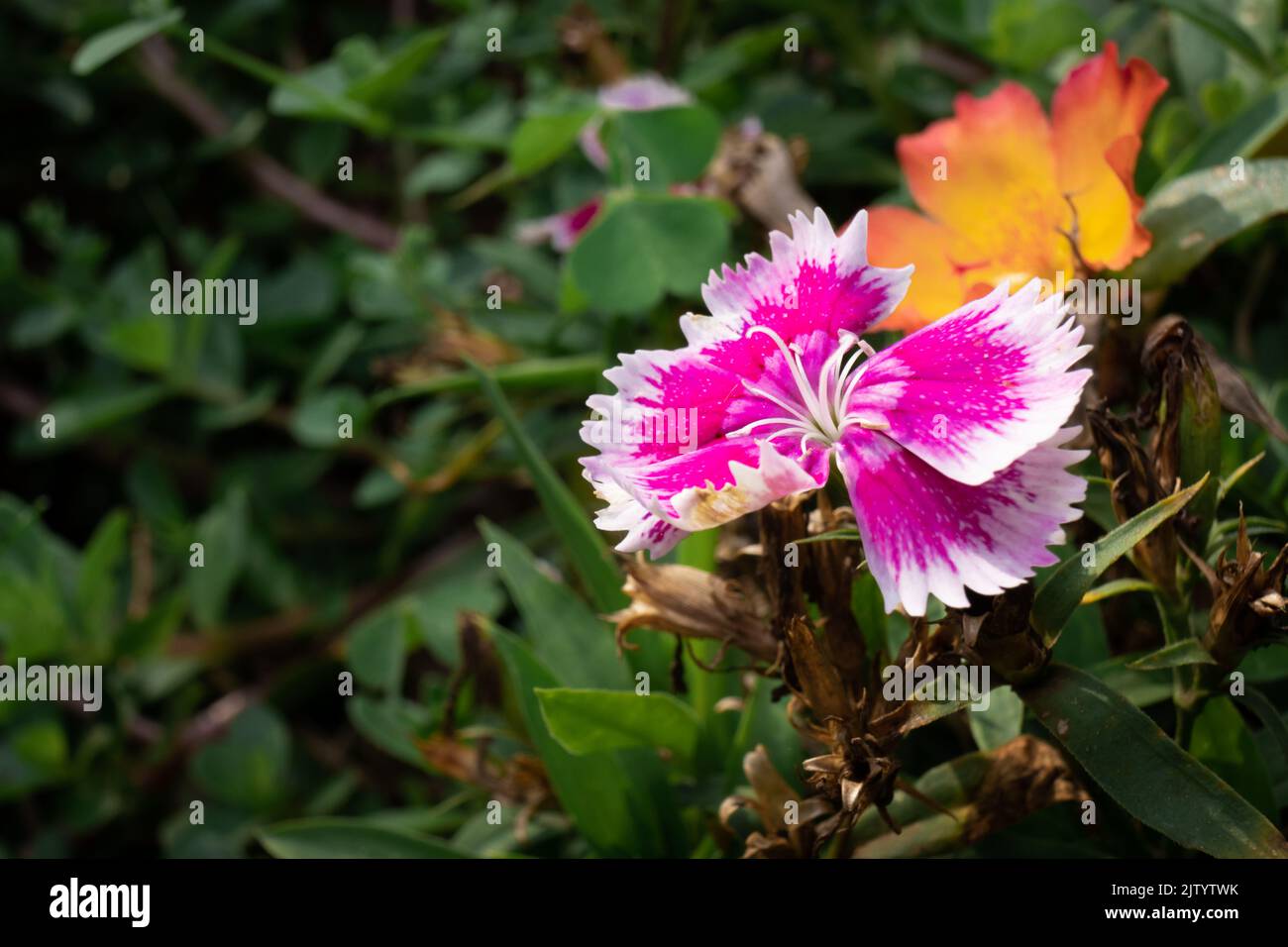 Slowly waving hi-res stock photography and images - Alamy