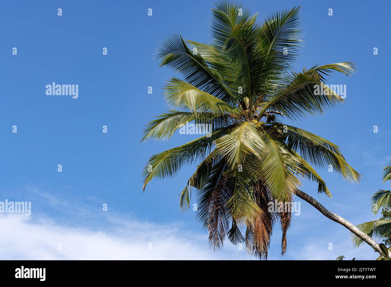 Branches of coconut trees waving slowly in the wind Stock Photo - Alamy