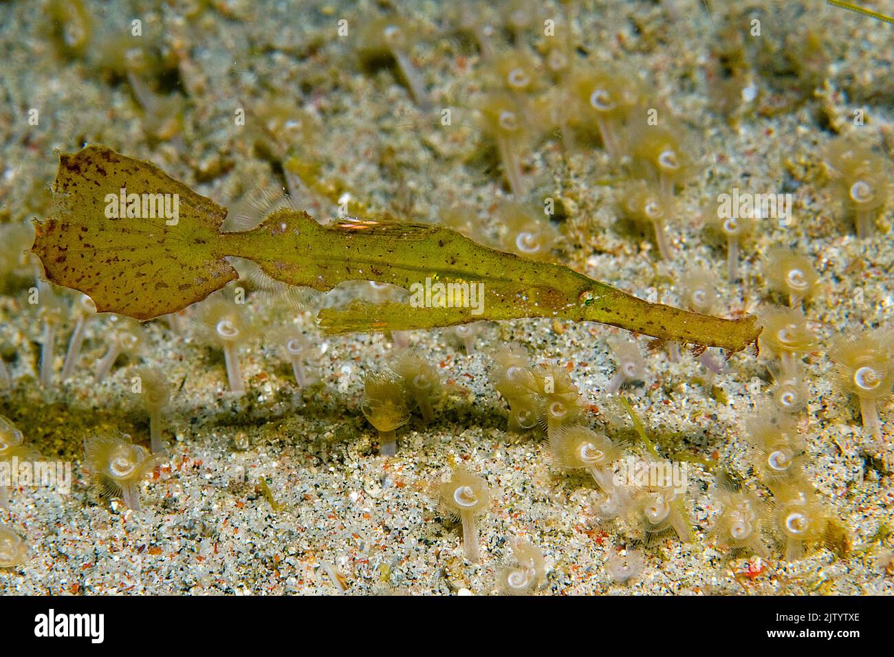 Robust ghost pipefishes hi-res stock photography and images - Alamy
