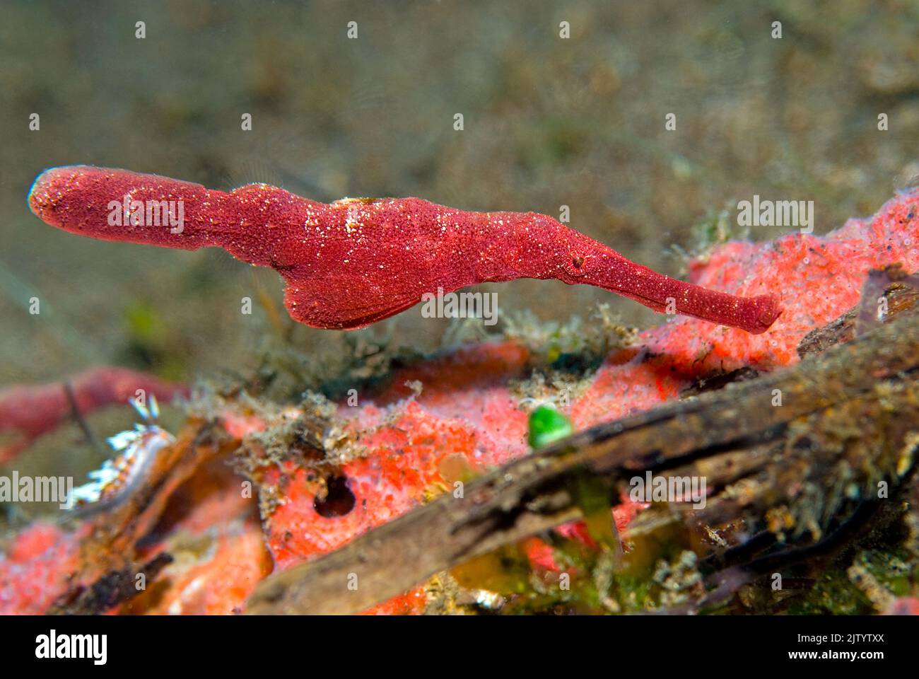 Robust ghost pipefishes hi-res stock photography and images - Alamy