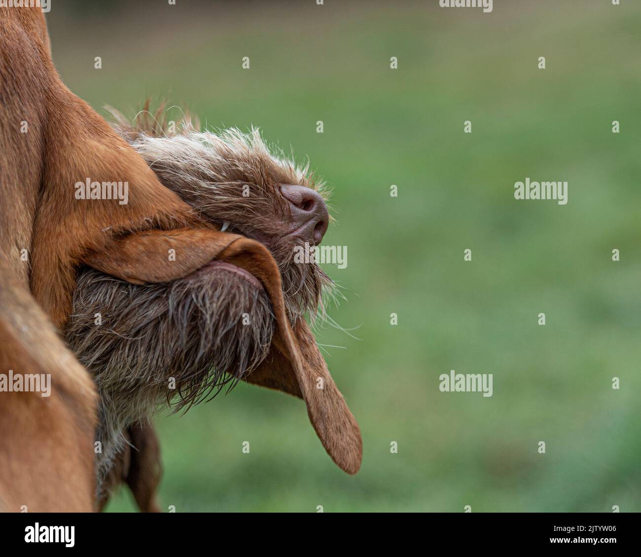 puppy biting adult dogs ear Stock Photo - Alamy