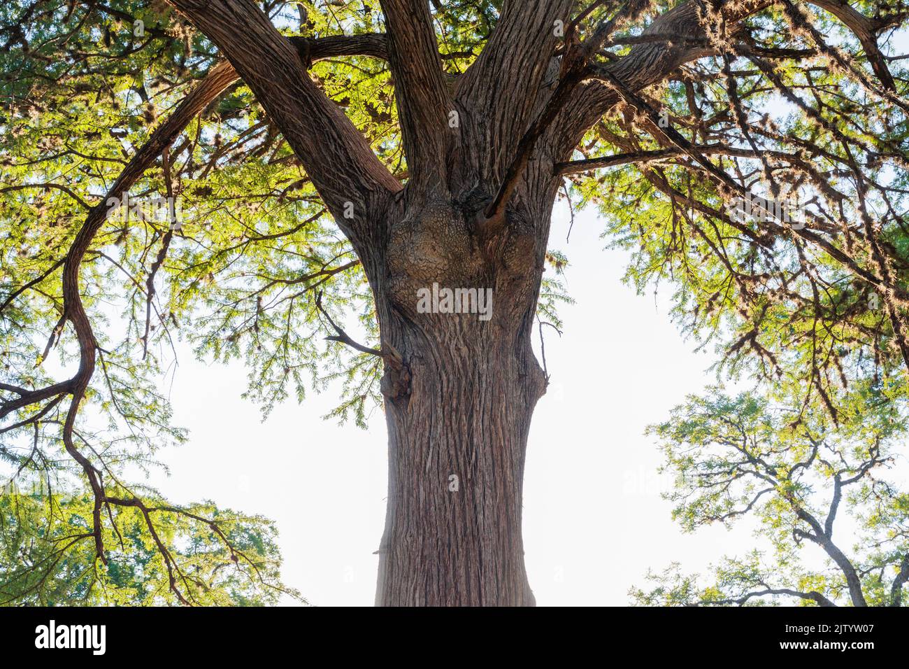 Giant cypress tree hi-res stock photography and images - Alamy