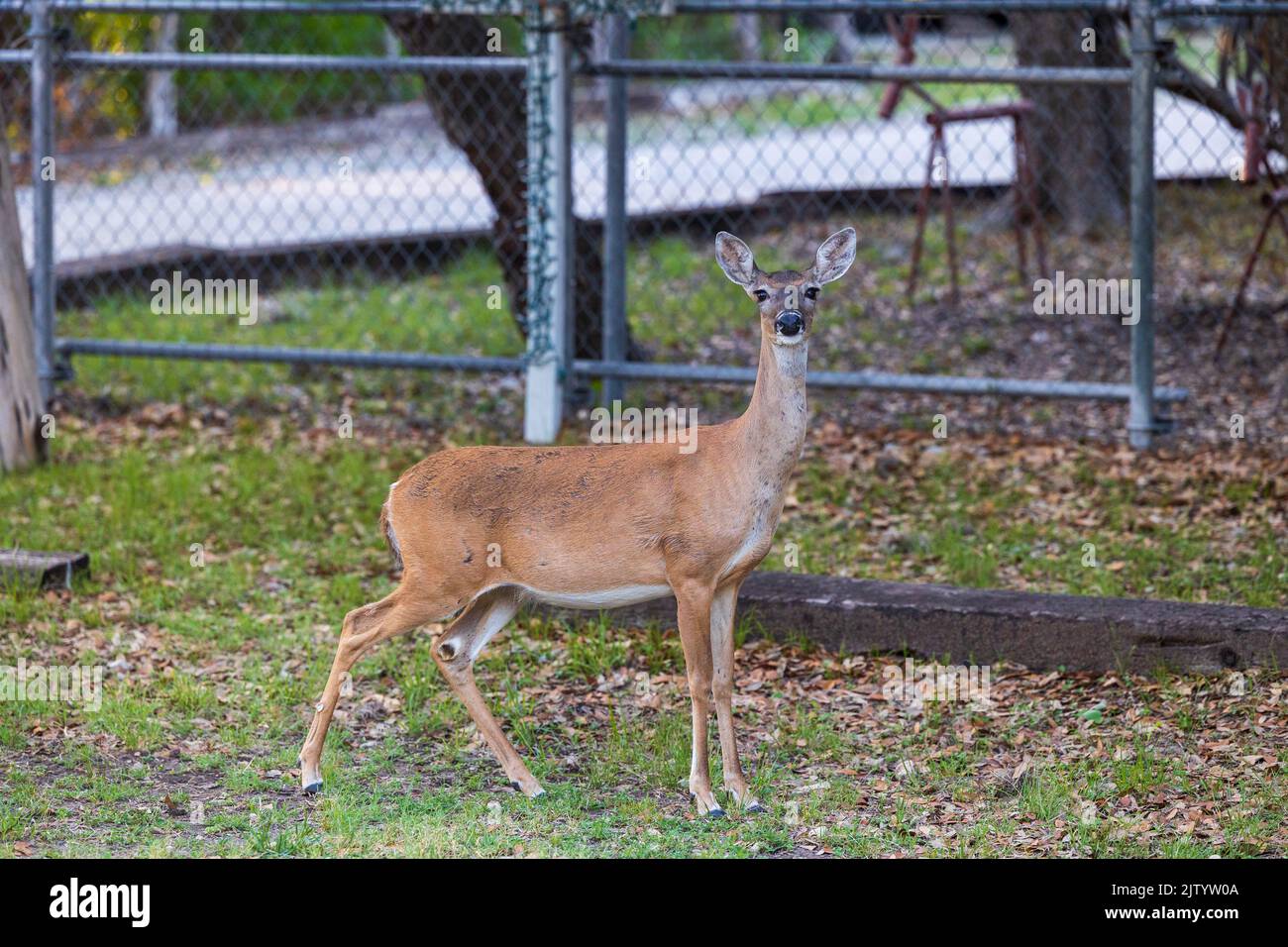 A deer close up standing in front of a chain link fence Stock Photo - Alamy
