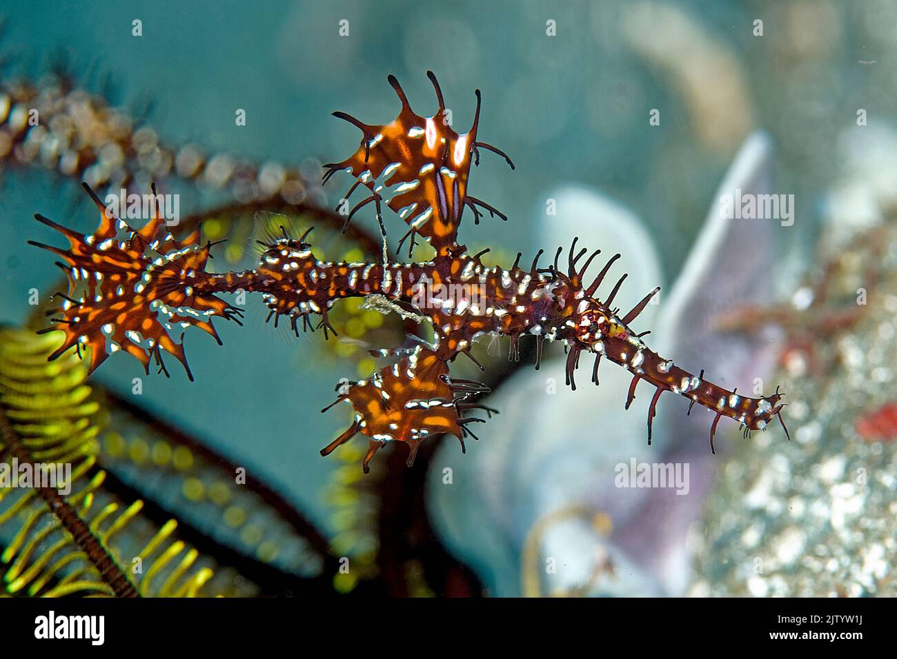 Osteichthyes fishes ghost pipefishes hi-res stock photography and ...