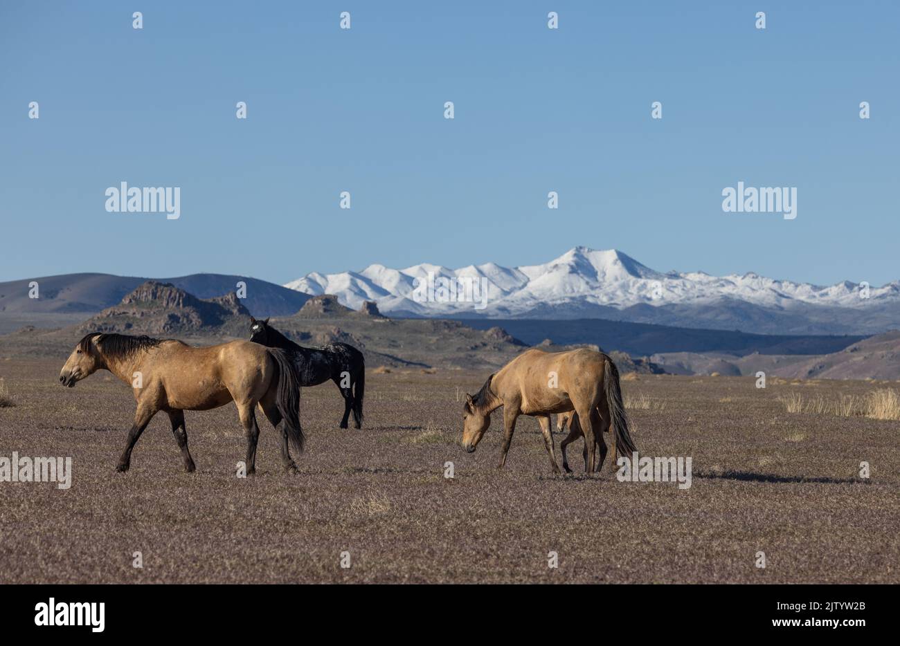 Wild Horses in Spring in the Utah Desert Stock Photo - Alamy