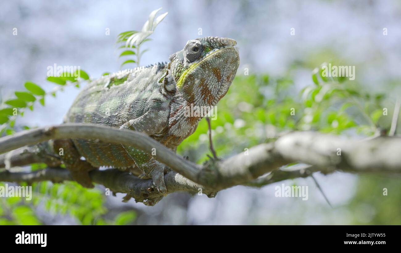 Closeup of Chameleon sits on a tree branch and looks around during ...