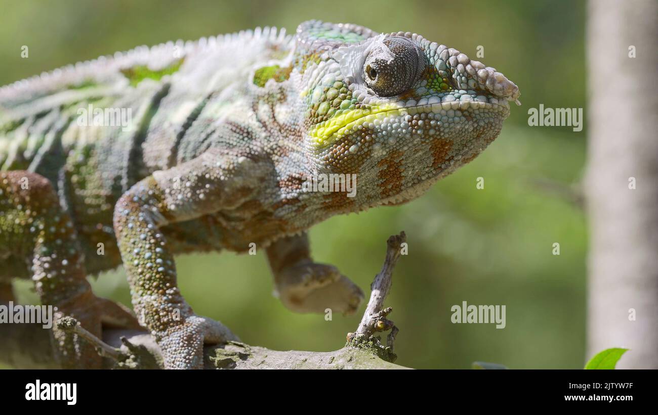 Closeup of Chameleon sits on a tree branch and looks around during ...