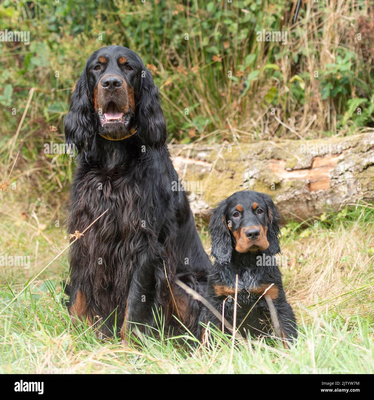 Gordon setter father and son Stock Photo - Alamy