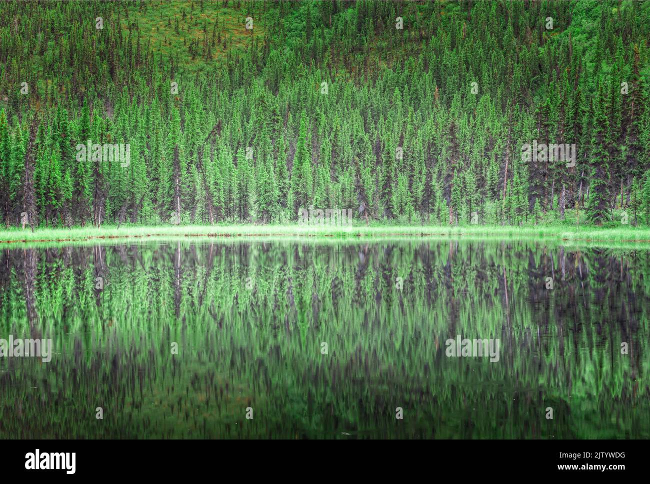 Trees reflecting in one of the Triple Lakes in the Denali National Park ...