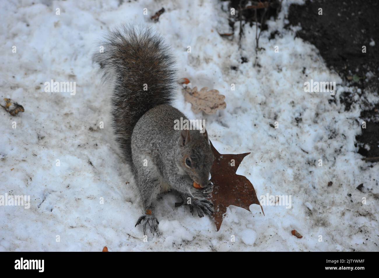 Squirrels in the Valentino Park Stock Photo - Alamy