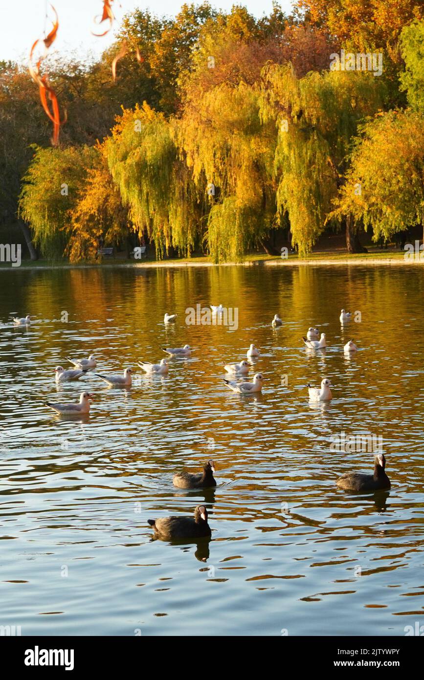 Natural landscape in Titan park in Bucharest in autumn, with flock of ...