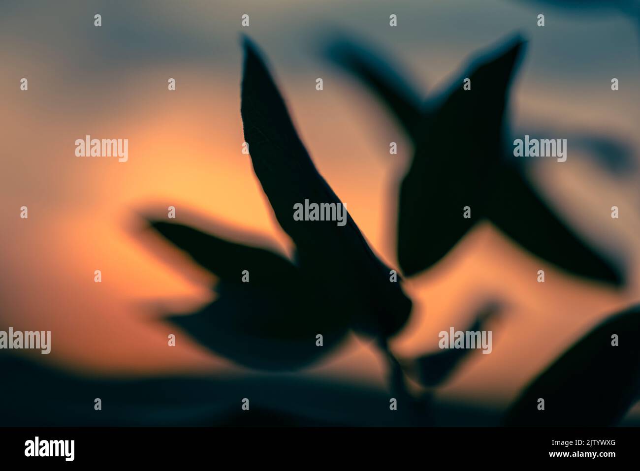 Focus wales 2022 hi-res stock photography and images - Alamy