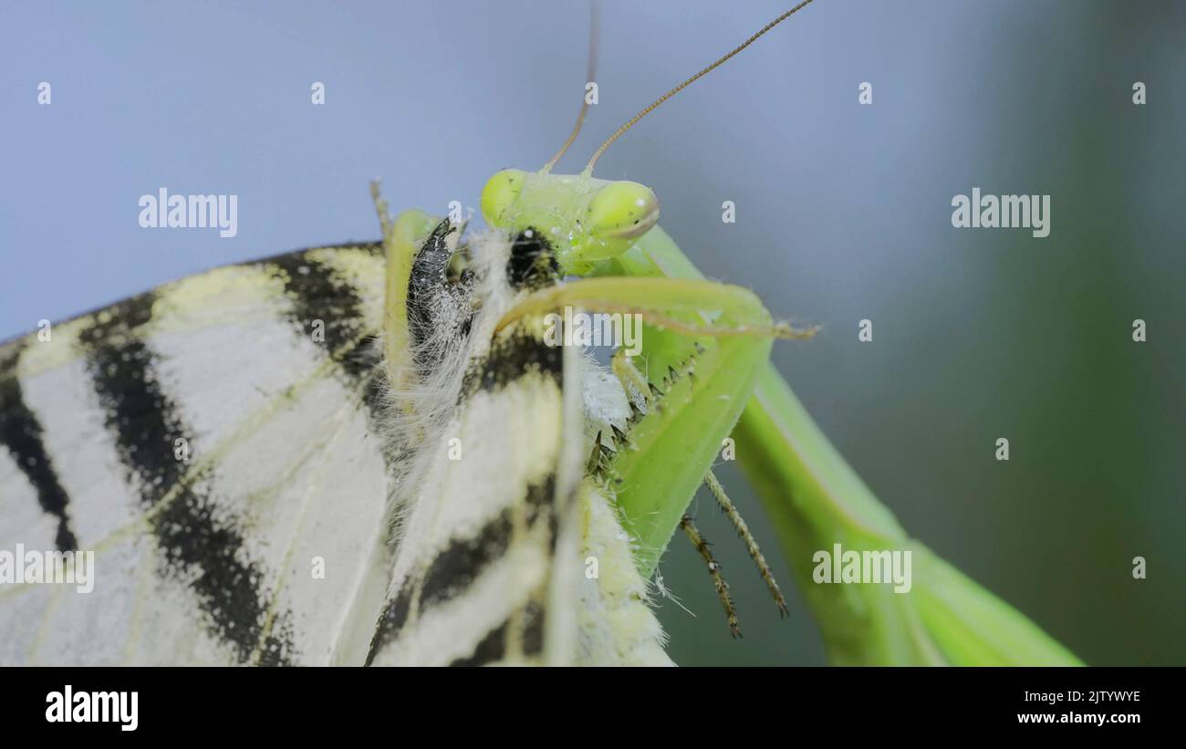 Green praying mantis sits on a tree branch and eats big butterfly ...