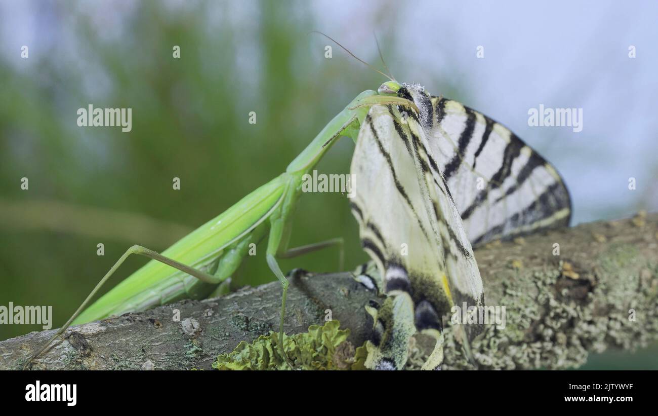 Green praying mantis sits on a tree branch and eats big butterfly ...