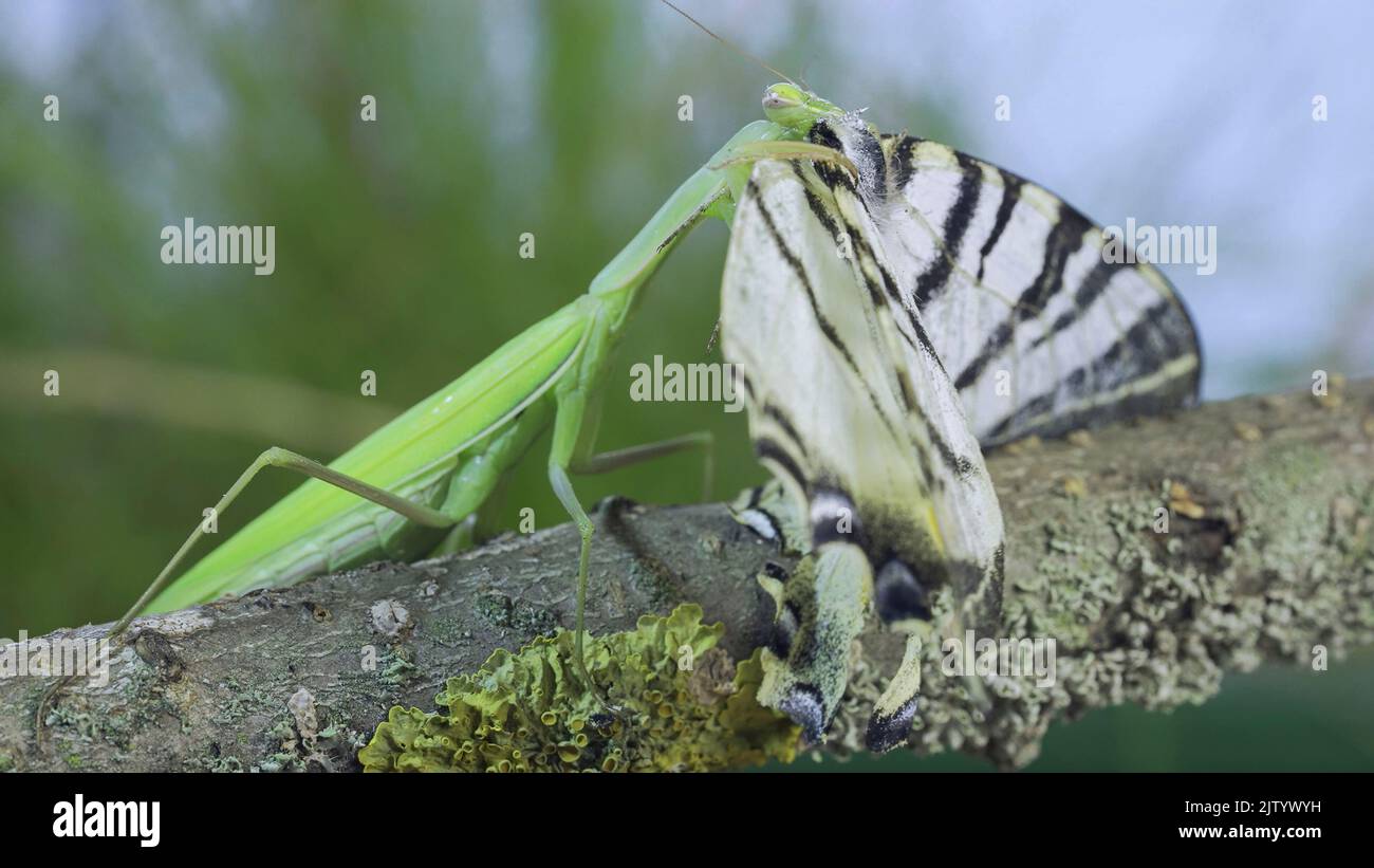 Green praying mantis sits on a tree branch and eats big butterfly ...
