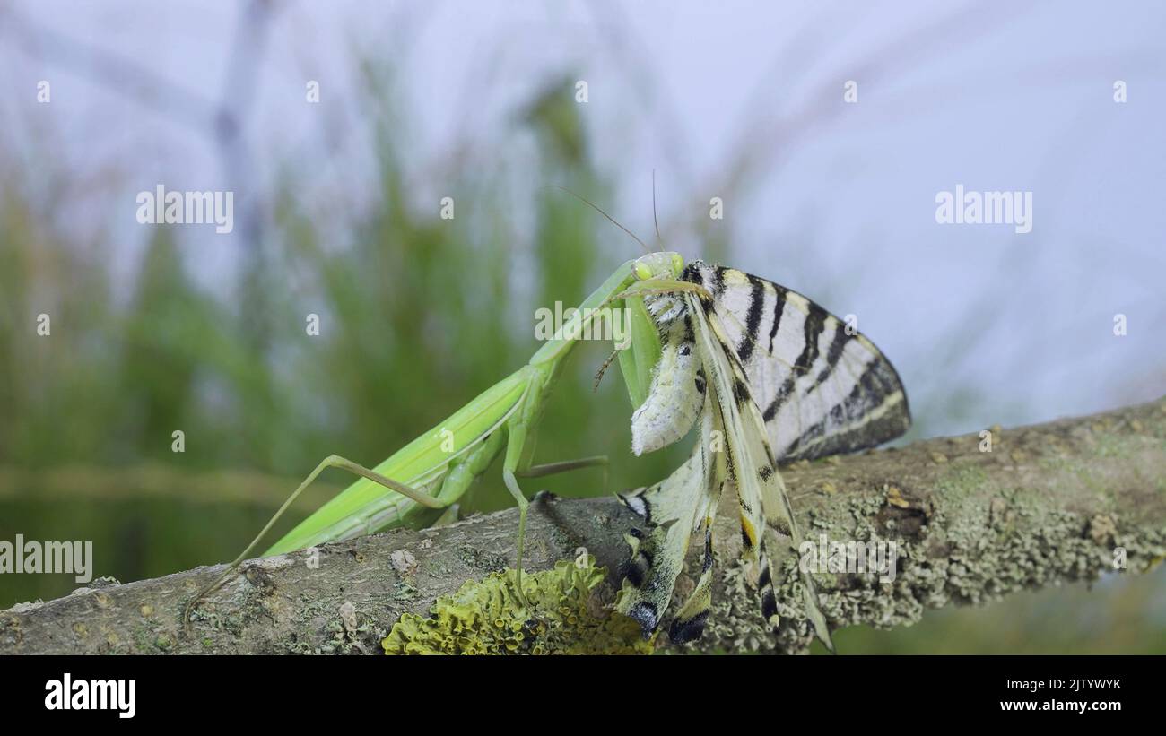 Green praying mantis sits on a tree branch and eats big butterfly ...