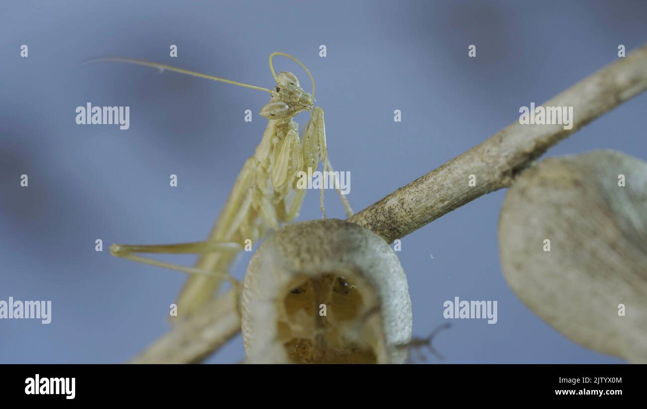Closeup portrait of small praying mantis sits on Henbane dry flowers ...
