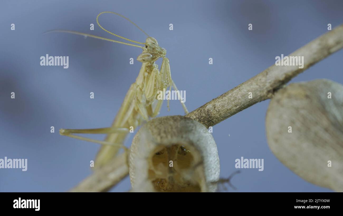 Closeup portrait of small praying mantis sits on Henbane dry flowers ...