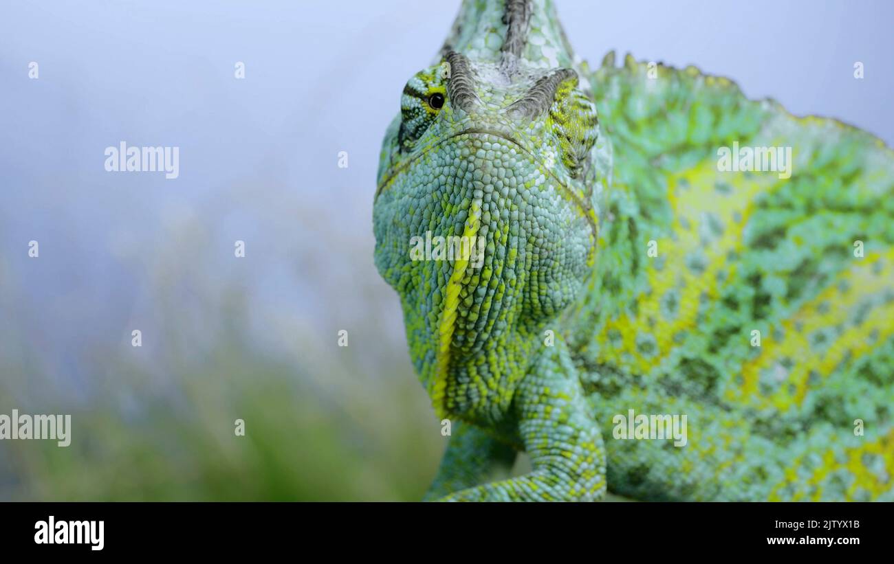 Frontal portrait of an adult colorful Veiled chameleon sits on a tree ...