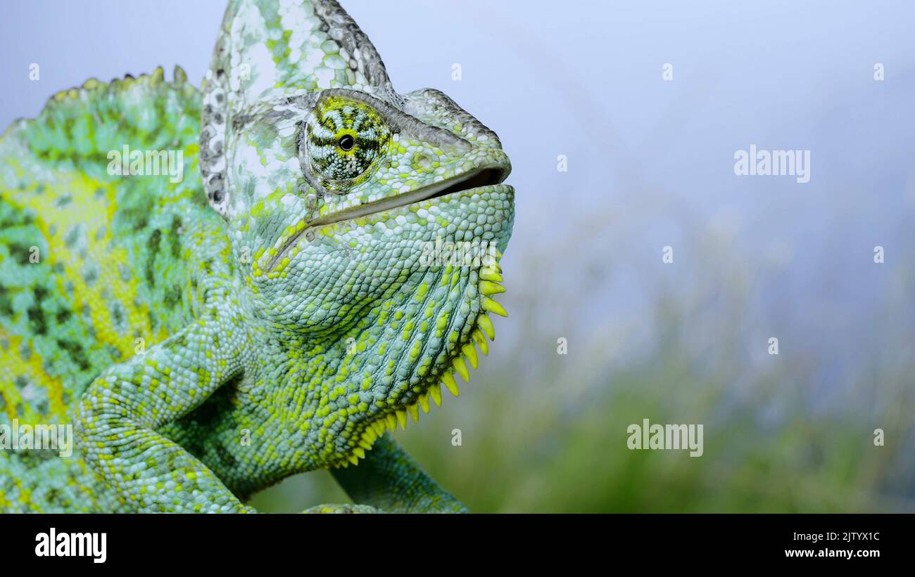 Aggressive behavior of an adult chameleon sits on a tree branch and ...
