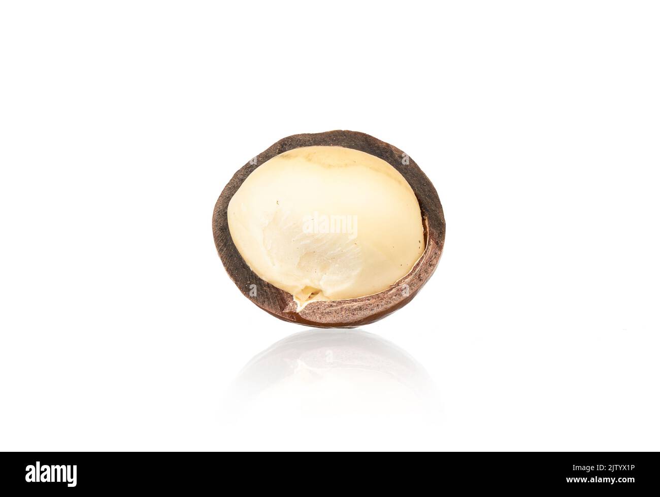 Macadamia nut with the shell removed on a white background. Copy space ...
