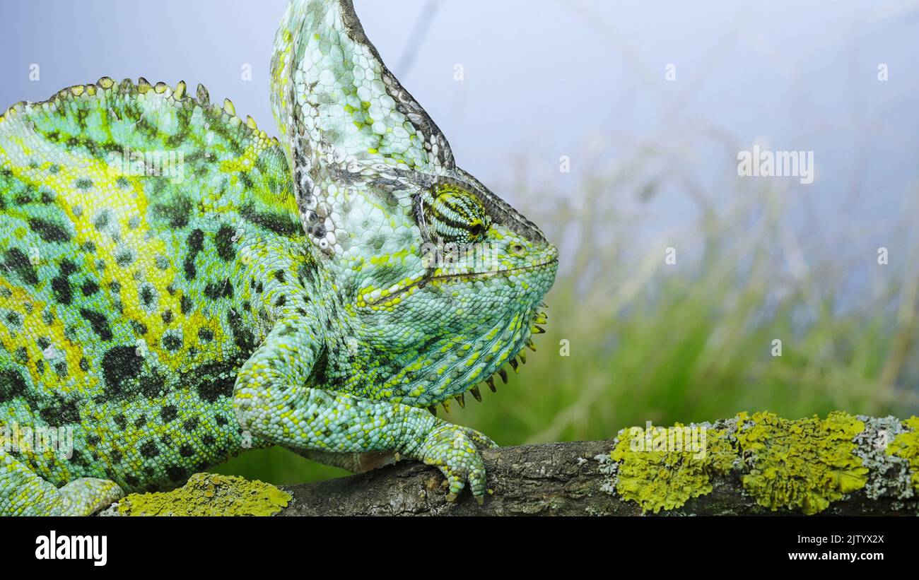 Portrait of an adult colorful Veiled chameleon sits on a tree branch ...