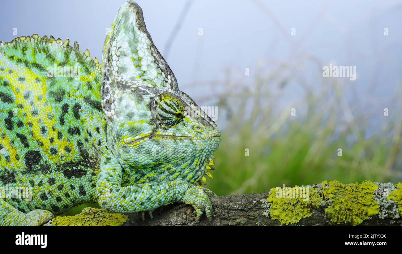 Portrait of an adult colorful Veiled chameleon sits on a tree branch ...