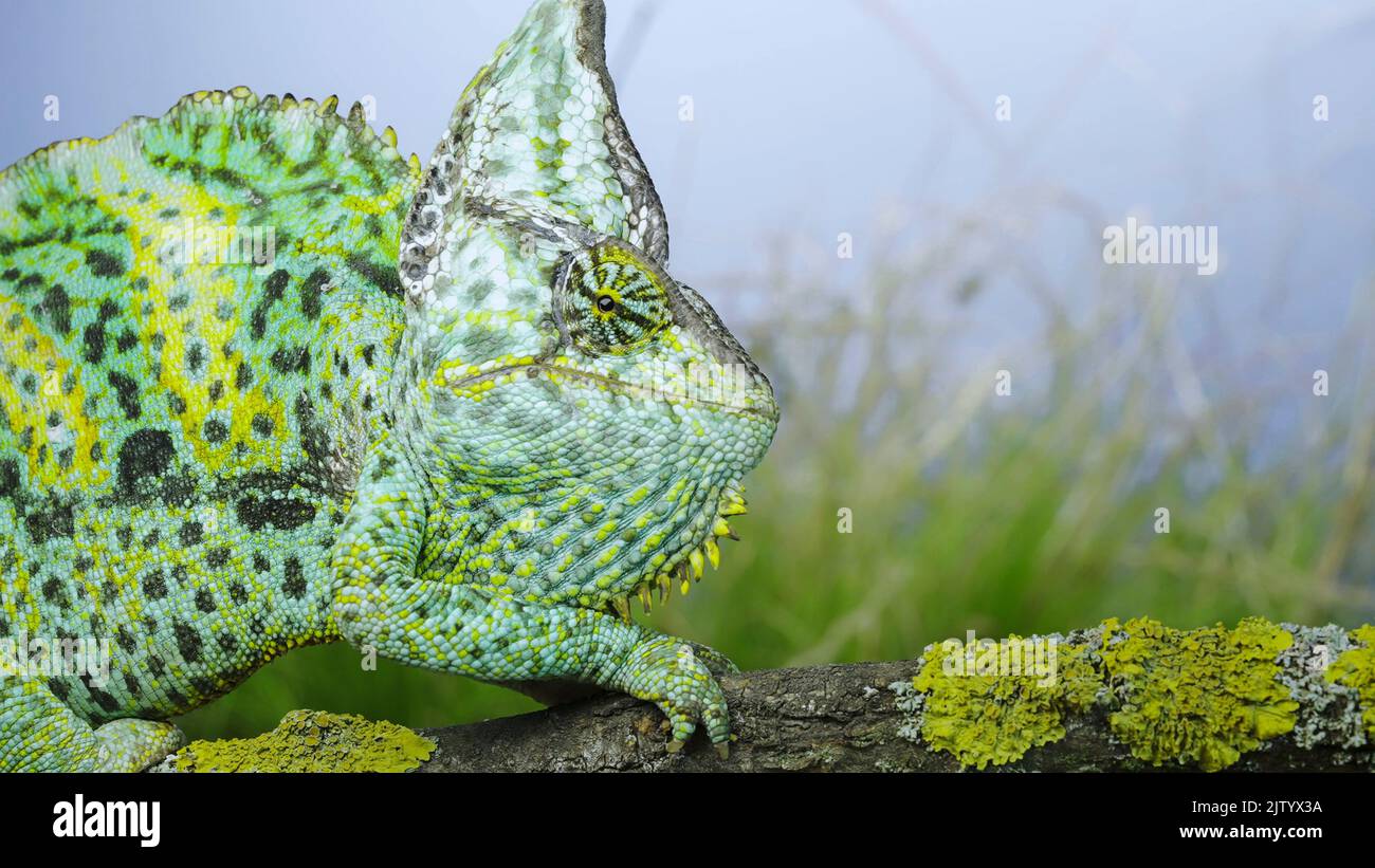 Portrait of an adult colorful Veiled chameleon sits on a tree branch ...