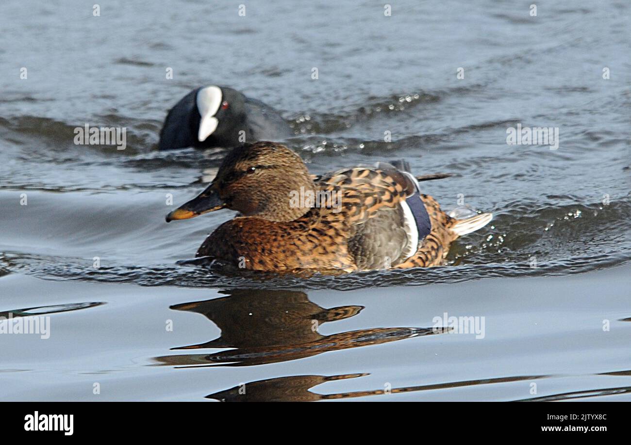 Twice the size hi-res stock photography and images - Alamy