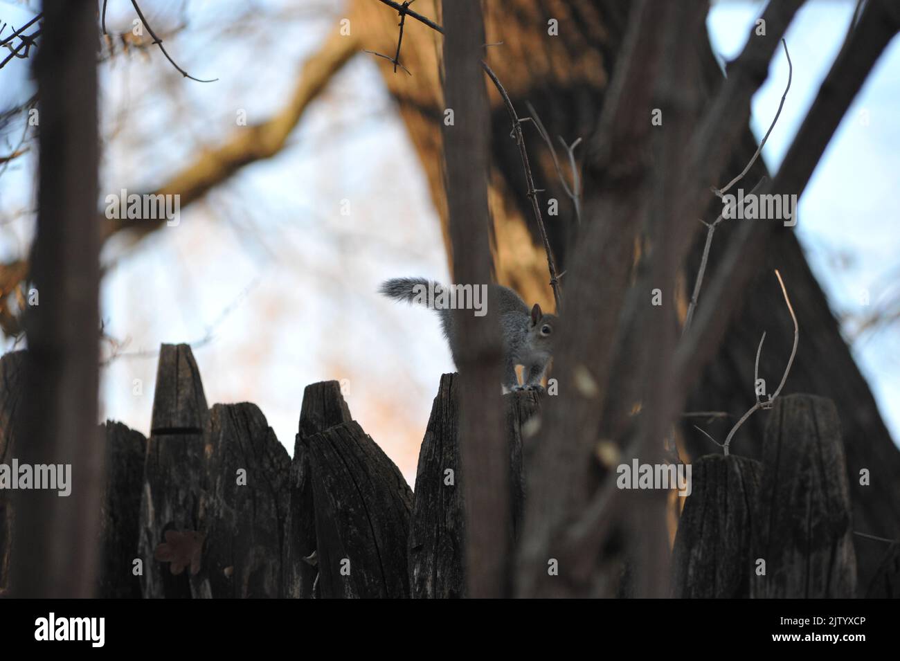 Squirrels in the Valentino Park Stock Photo - Alamy