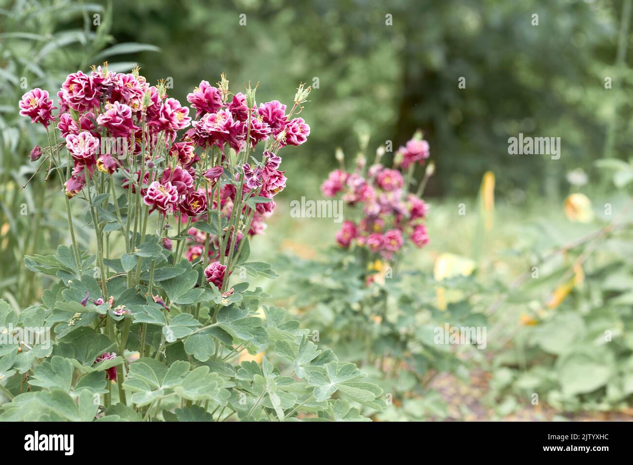 Lovely red burgundy garden flowers bluebells and pale greens Stock ...