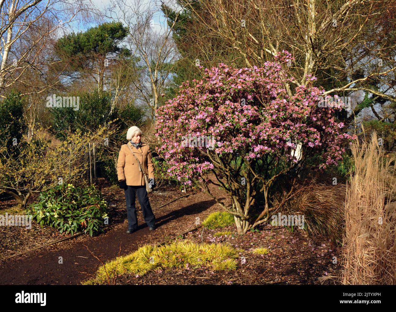 THE WINTER GARDEN AT THE SIR HAROLD HILLIER GARDENS NEAR ROMSEY ...