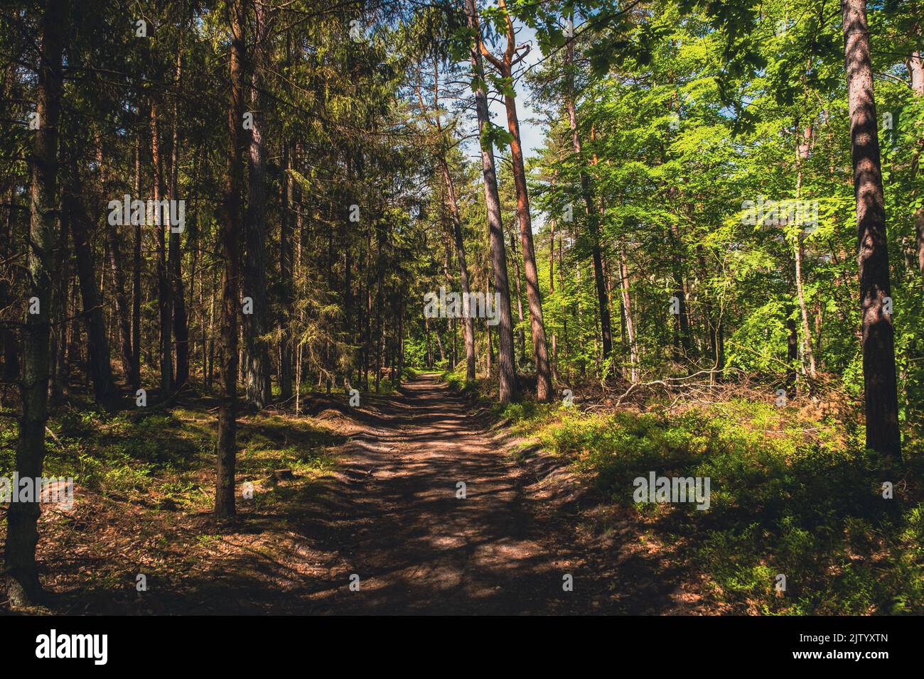 A beautiful narrow path through a forest in Poland Stock Photo - Alamy