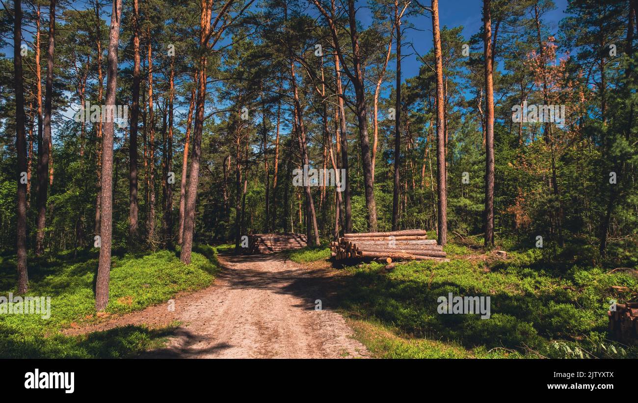 A beautiful narrow path through a forest in Poland Stock Photo - Alamy