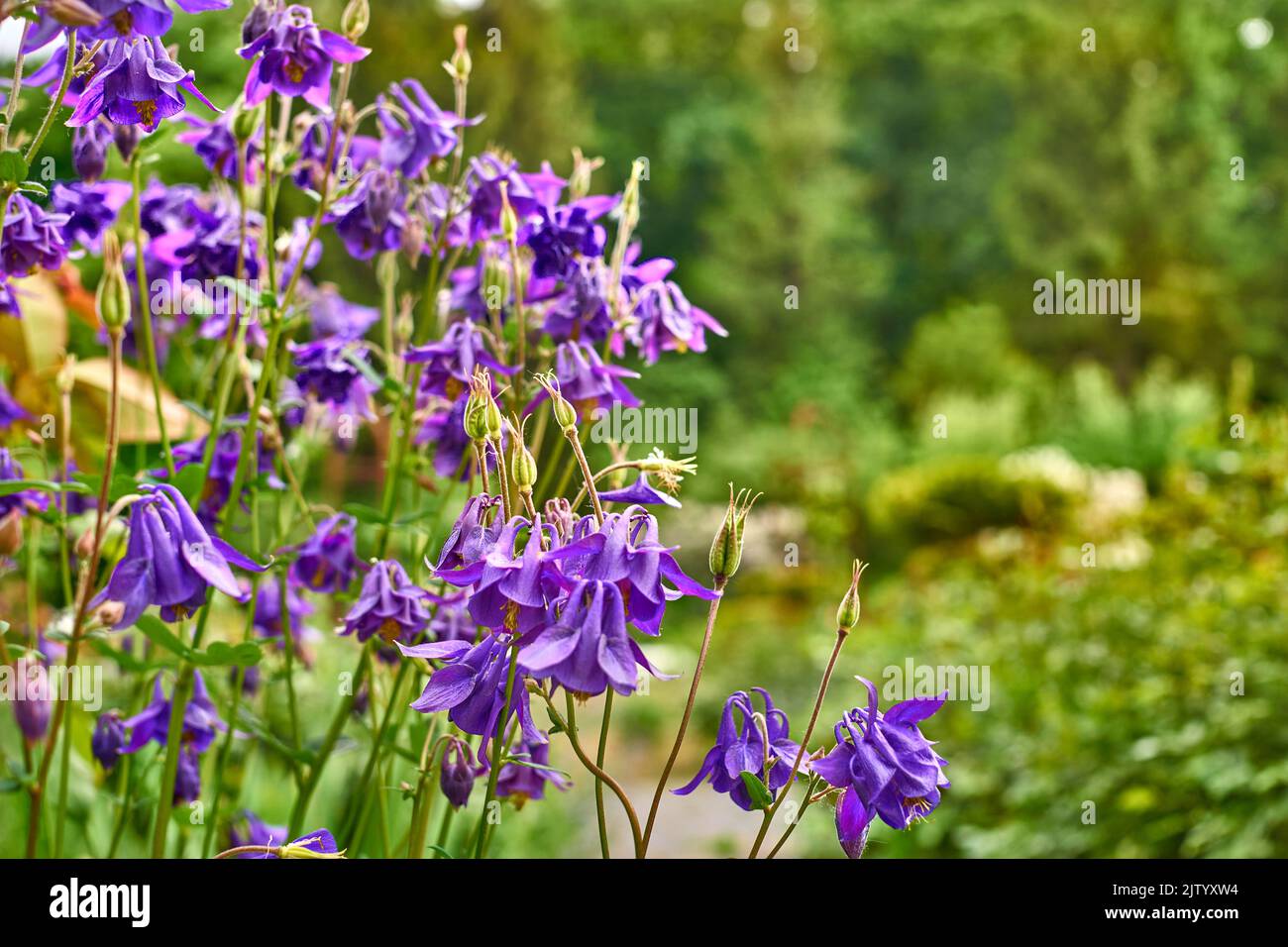 Lovely blue purple garden flowers bluebells and pale greens Stock Photo ...