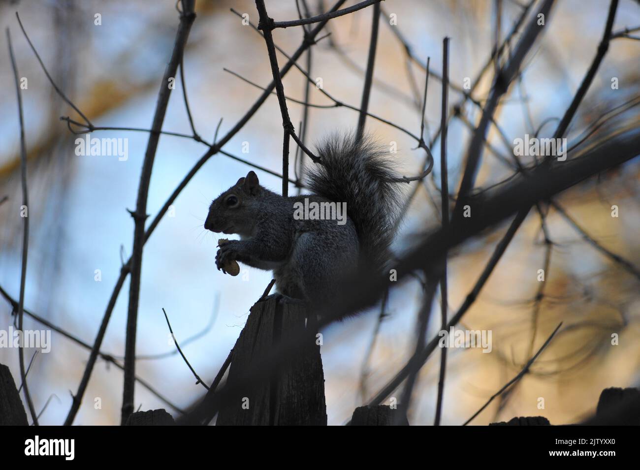 Squirrels in the Valentino Park Stock Photo - Alamy