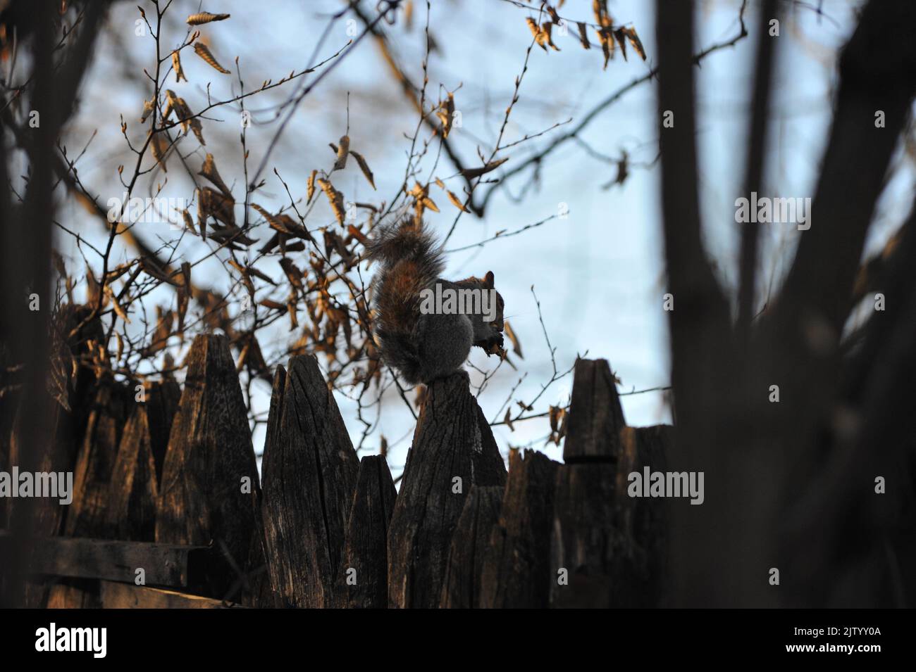 Squirrels in the Valentino Park Stock Photo - Alamy