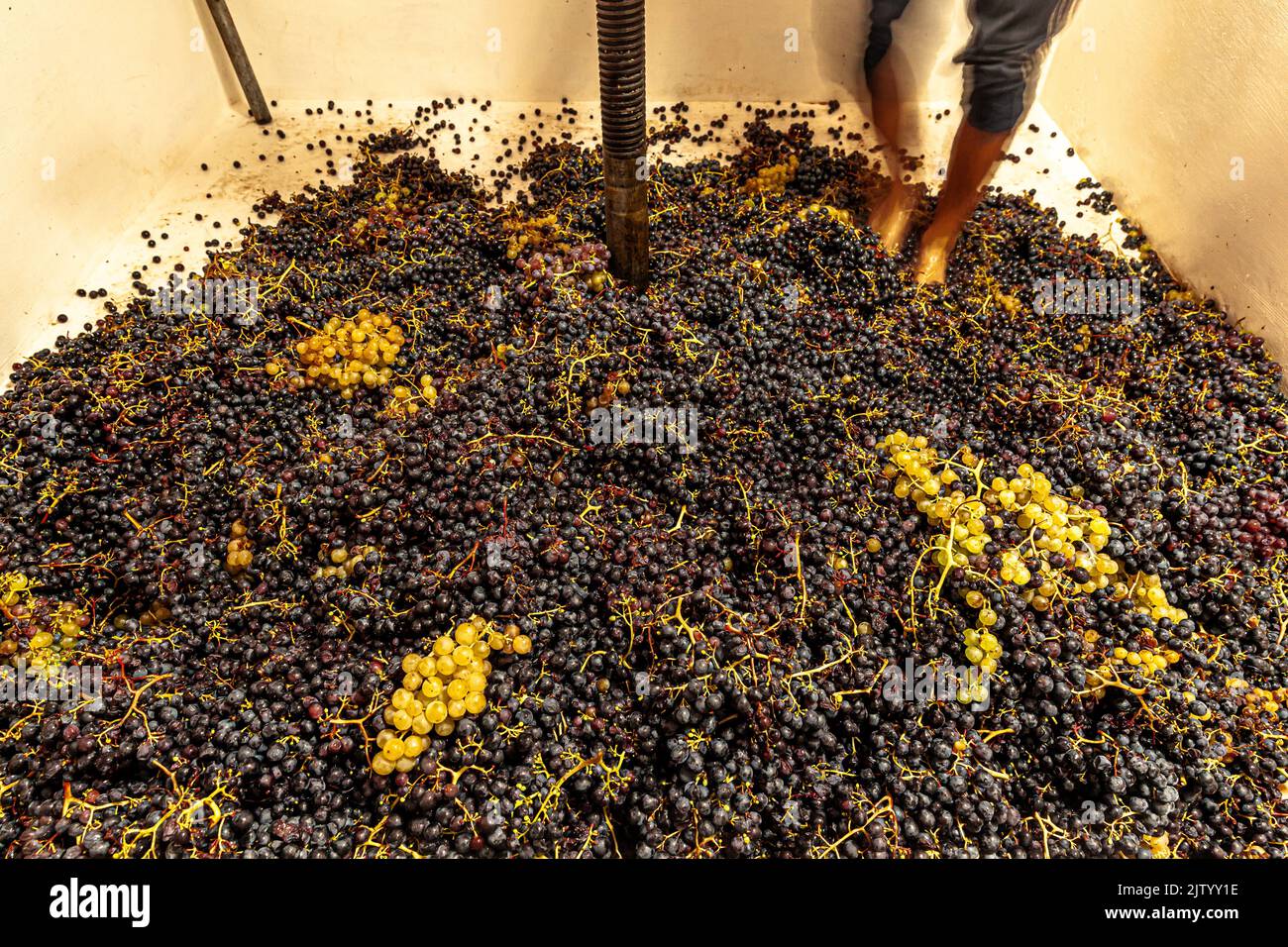 traditional grape treading on foot Stock Photo - Alamy