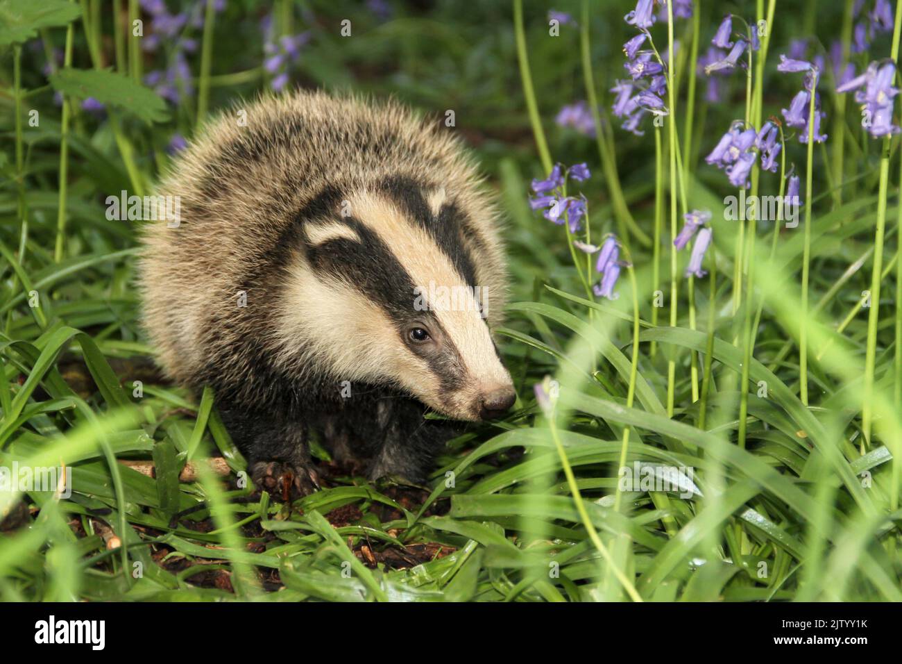Close up of a very young and fluffy badger cub in Springtime when the ...