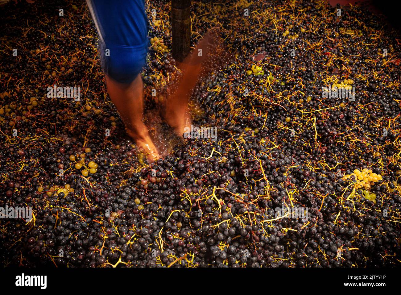 Grape treading spain hi-res stock photography and images - Alamy