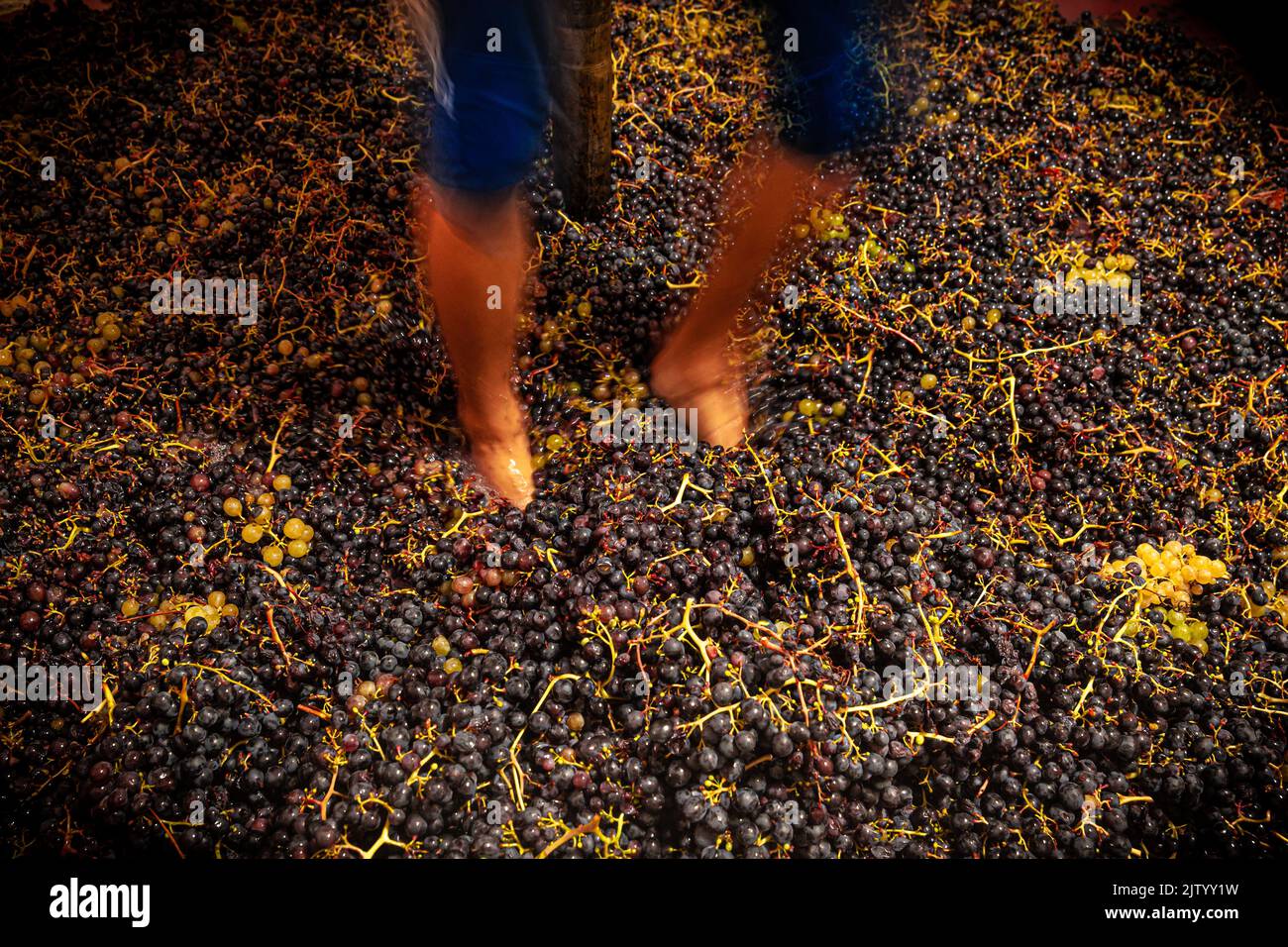 Grape treading spain hi-res stock photography and images - Alamy