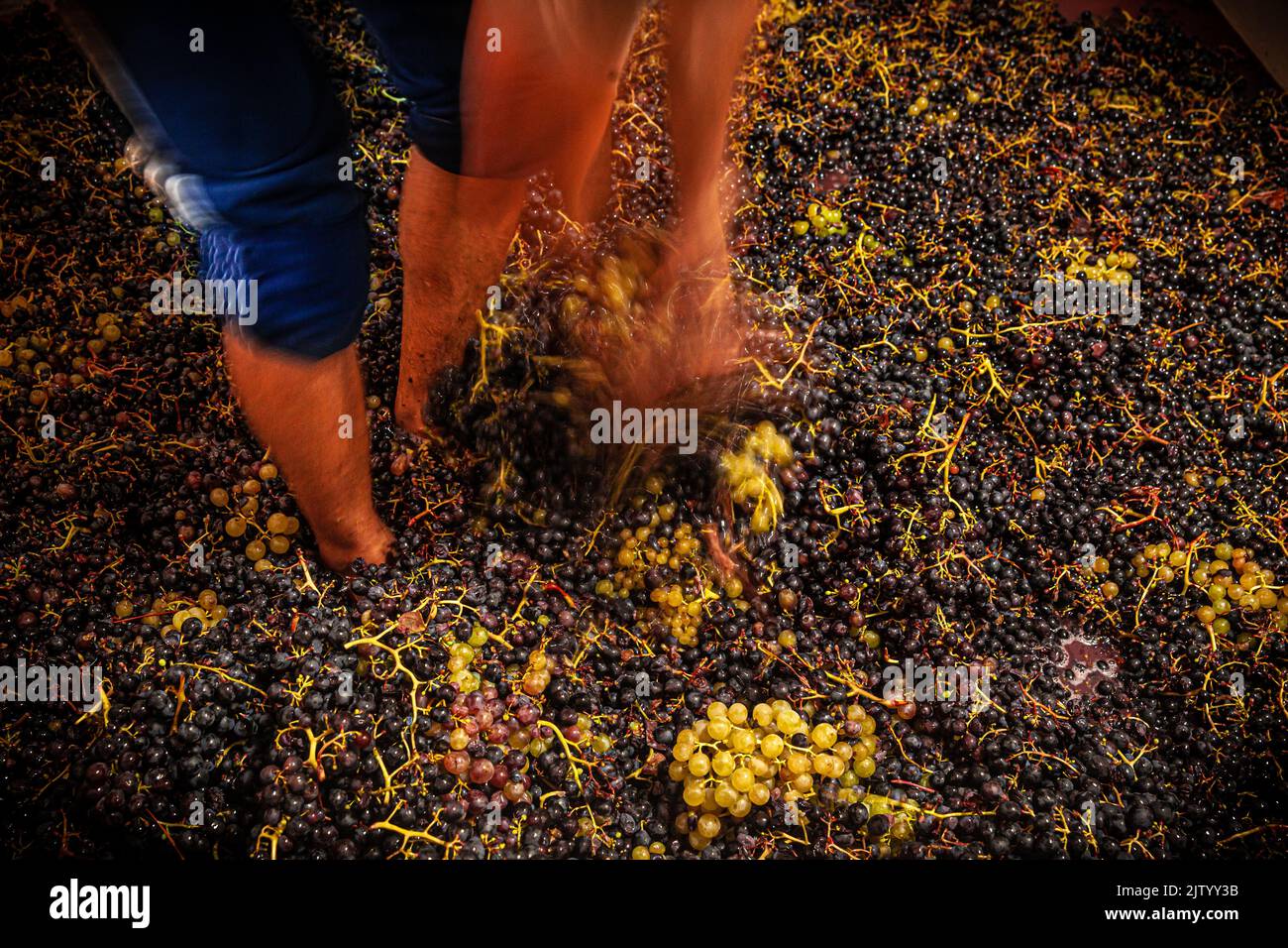 Grape treading hi-res stock photography and images - Alamy