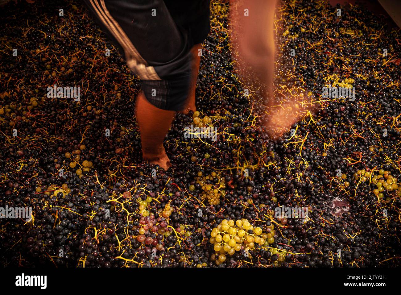 traditional grape treading on foot Stock Photo - Alamy